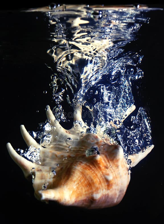 Shell splash stock photo. Image of fall, dive, bottom - 3912582