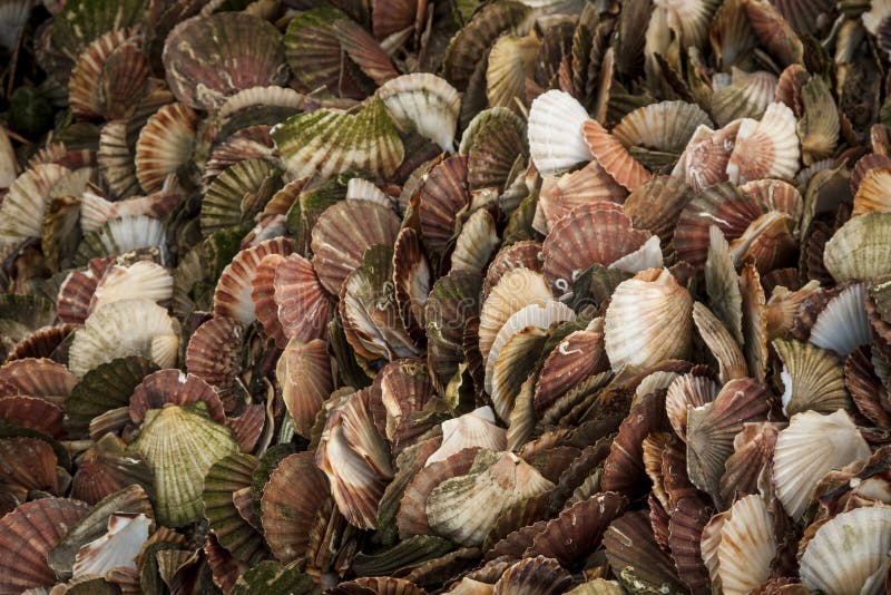 Shell stock image. Image of seashore, tranquil, coquille - 43869203