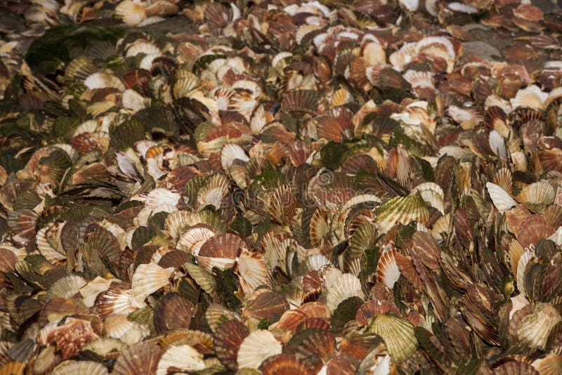 Shell stock photo. Image of tranquil, shells, coquilles - 43869258