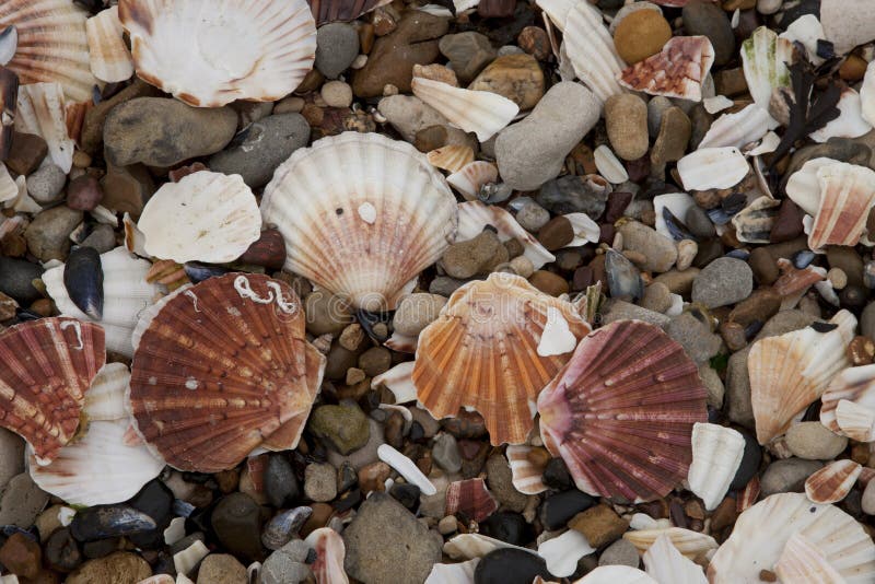 Shell stock photo. Image of normandy, seashore, shells - 43893132