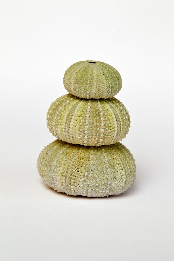 Shell stack stock photo. Image of family, environment - 30921544