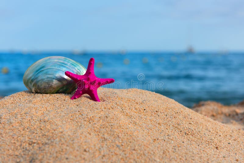 Shell and Star Fish at the Beach Stock Image - Image of colorful ...