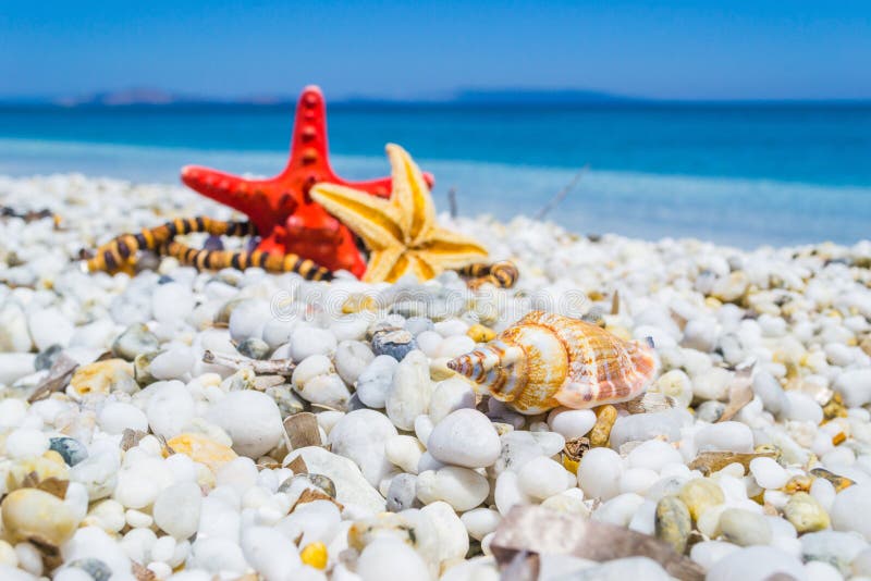 Shell and Star Fish on White Pebbles Stock Photo - Image of leisure ...