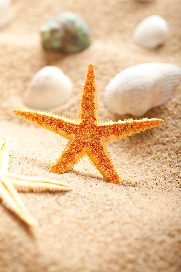 Shell and starfish stock image. Image of holiday, coast - 17471189