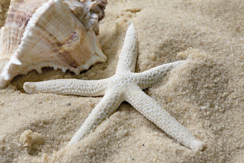 Shell and Starfish on Beach Stock Photo - Image of macro, shore: 10247412