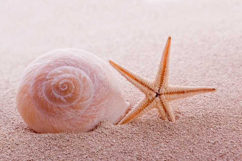 Shell and starfish stock photo. Image of summer, seashell - 31113690