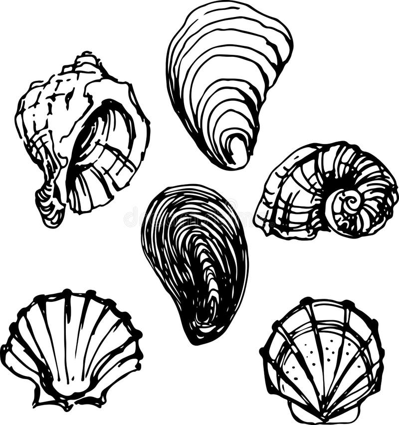 Shell Stellte Ein Auch Im Corel Abgehobenen Betrag Vektor Abbildung ...