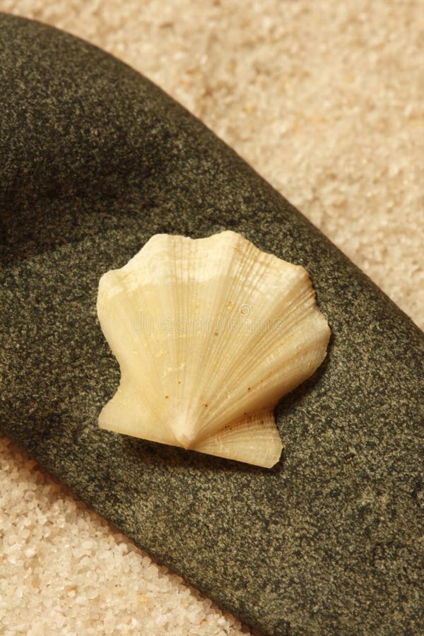Shell on a stone stock image. Image of beach, decorative - 15615345