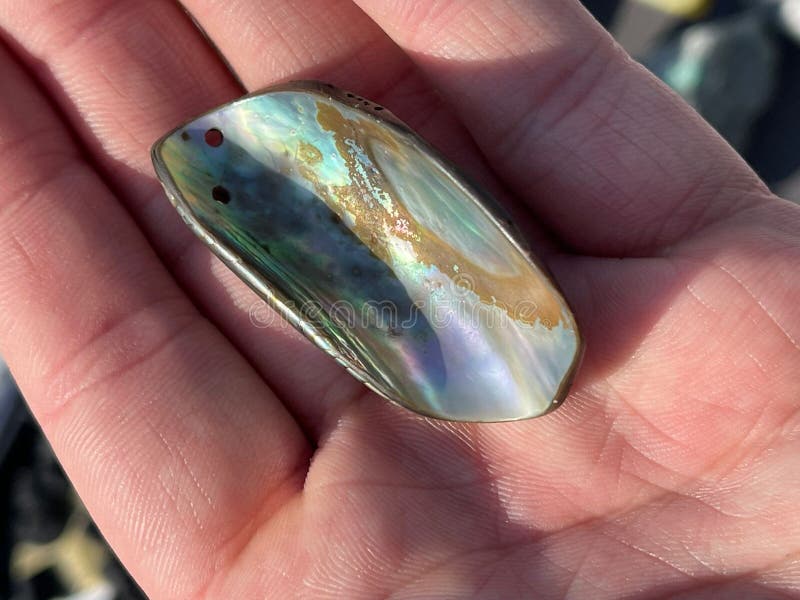 Shell stone. 2022 stock photo. Image of purple, finger - 265235254