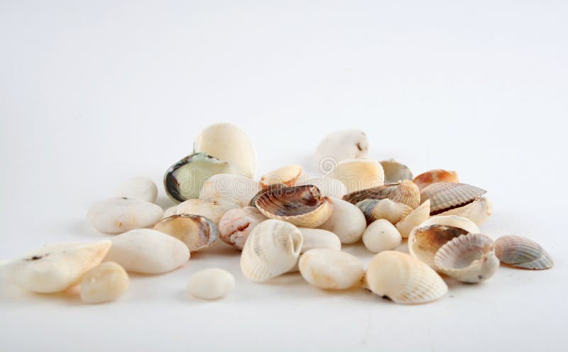 Shell and stone stock image. Image of memory, resort, shell - 4867629
