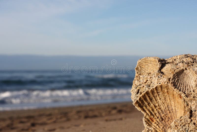 Shells stock image. Image of holidays, mediterranean, touching - 1557771