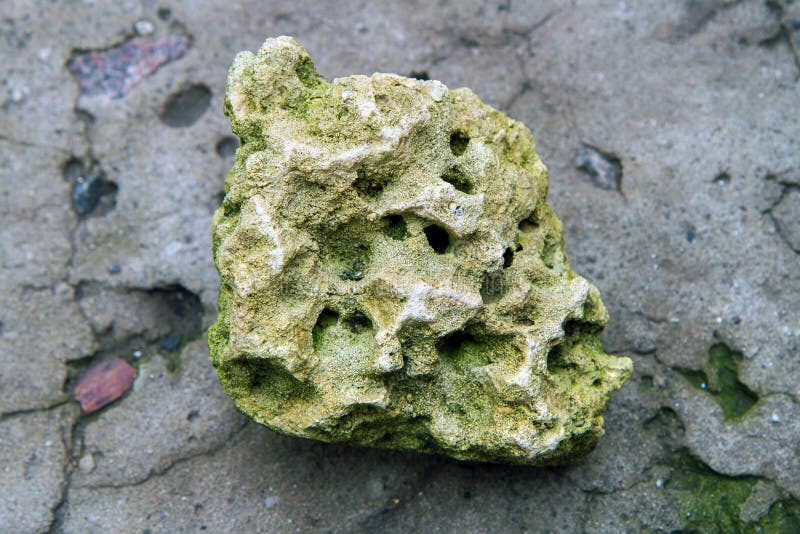 Shell Stone of Bizarre Shape. Stock Image - Image of stone, moss: 353878181