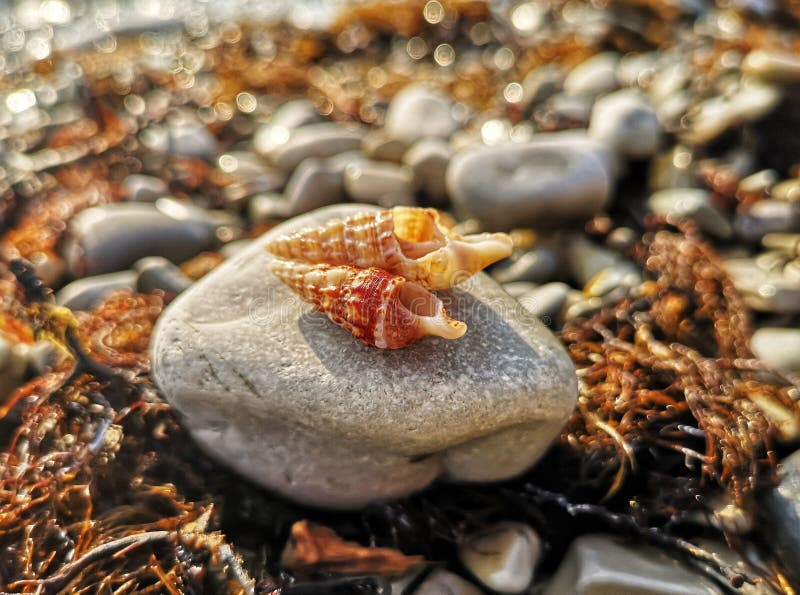 Shell, stone, coast stock image. Image of dish, wildlife - 181245481