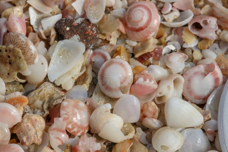 Shell and stone pieces stock image. Image of sand, food - 145535565