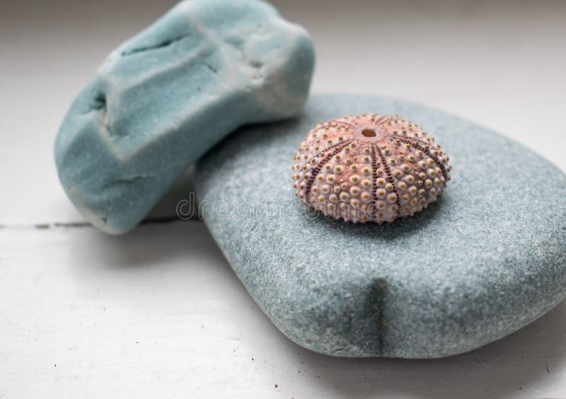 Shell on a stone stock photo. Image of shell, background - 80815946