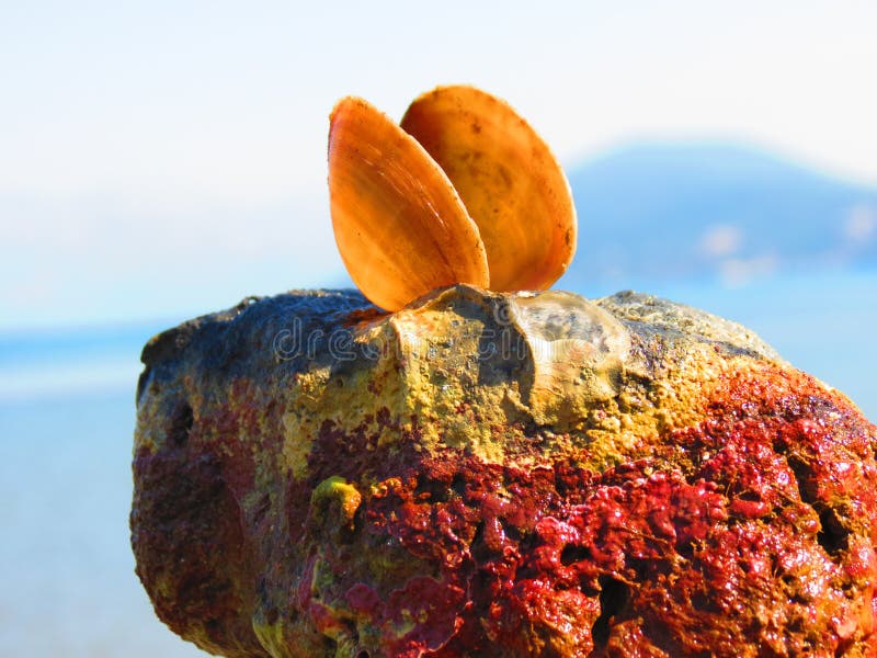 Shell and stone stock photo. Image of freedom, beautiful - 86374524