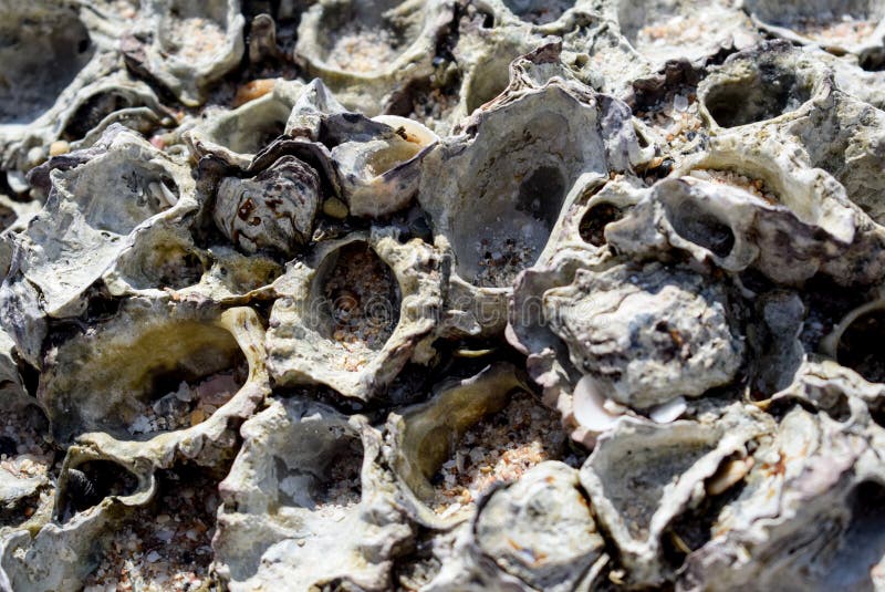 Shell and stone in the sea stock image. Image of shell - 91688375