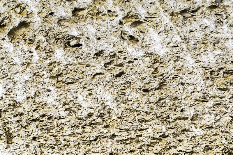 Shell Stone Surface Close Up Background Texture Stock Image - Image of ...