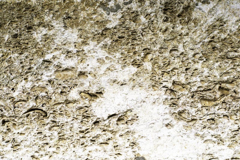 Shell Stone Surface Close Up Background Texture Stock Image - Image of ...