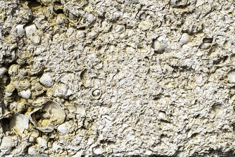 Shell Stone Surface Close Up Background Texture Stock Image - Image of ...