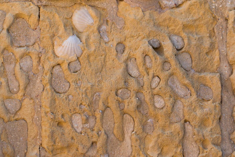 Shell stone texture stock photo. Image of shell, wall - 88824532