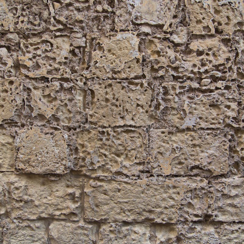 Shell stone texture two stock image. Image of background - 88824259