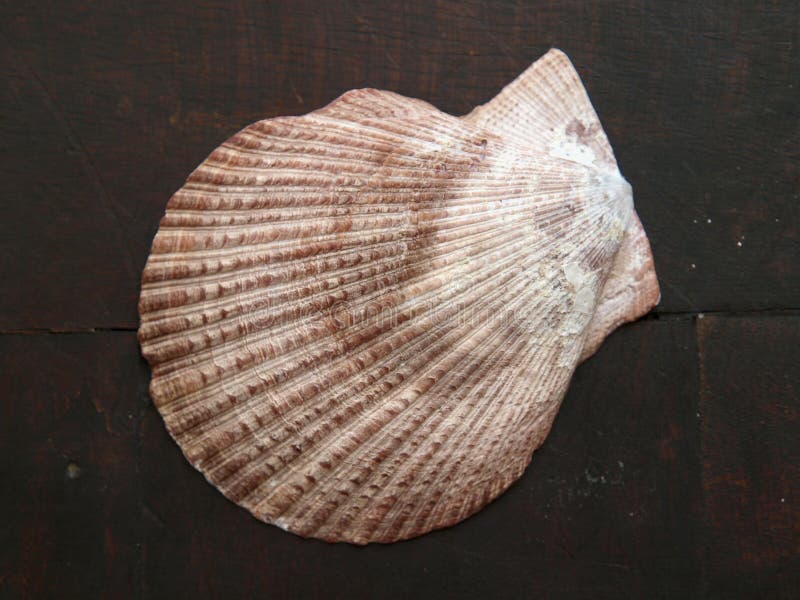 Flat Scallop Shell Stock Photos - Download 722 Royalty Free Photos