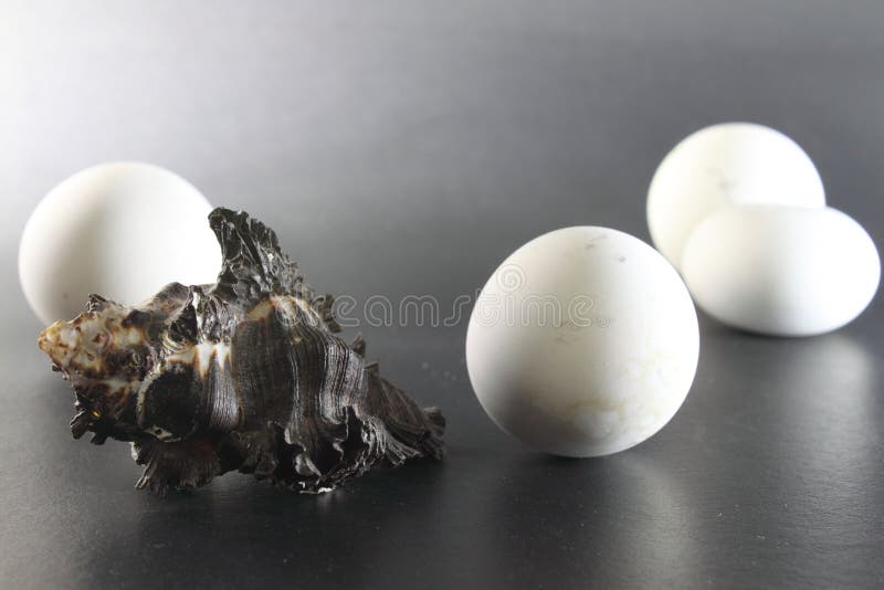 Shell and Stones stock photo. Image of rocks, asia, shell - 13158466