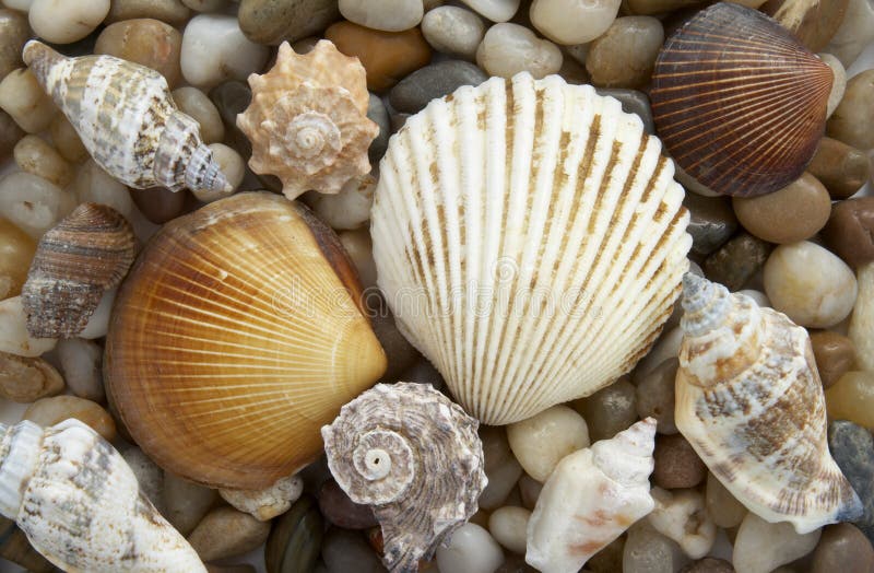 Sea shell collage stock image. Image of exoskeleton, marine - 8966533