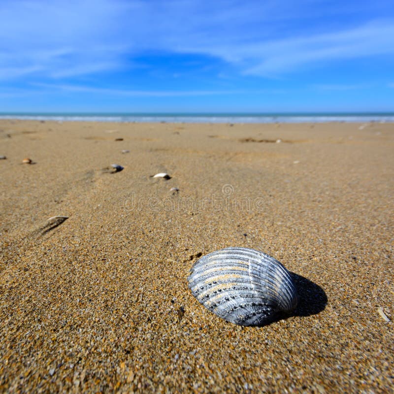 Shell stock photo. Image of stranded, beach, blue, holiday - 51228942