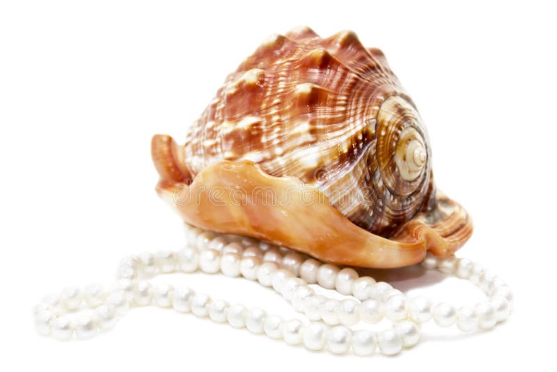 Shell and a String of Pearls Stock Photo - Image of feminine, present ...