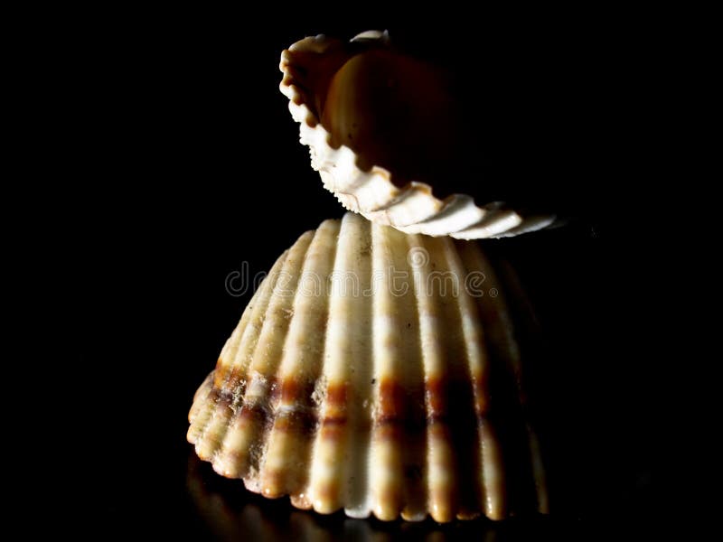 Shell structure stock photo. Image of beautiful, surface - 20944950