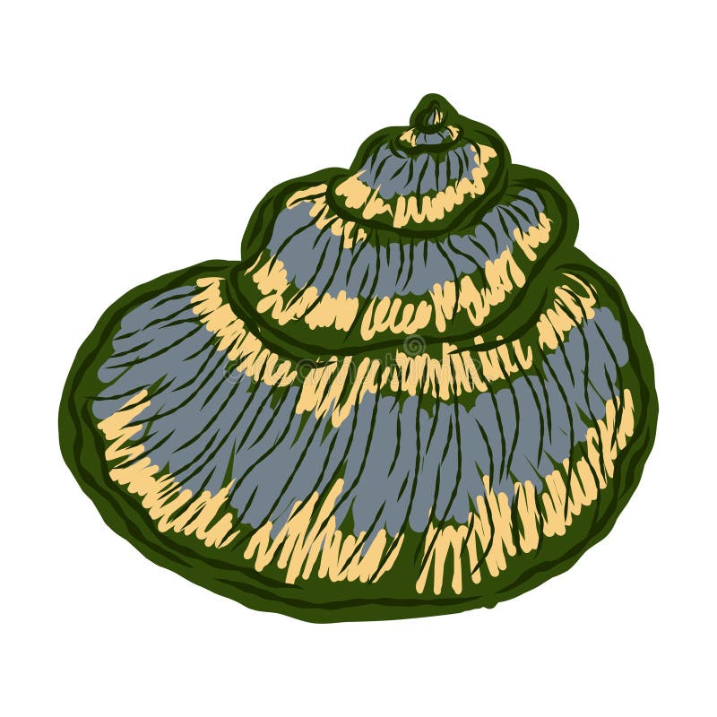 Shell in Stylized Technique. Marine World, Shell Texture, Pencil Marker ...