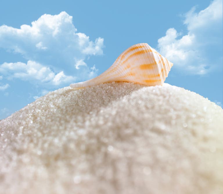 Shell on sugar mountain stock image. Image of closeup - 9332083