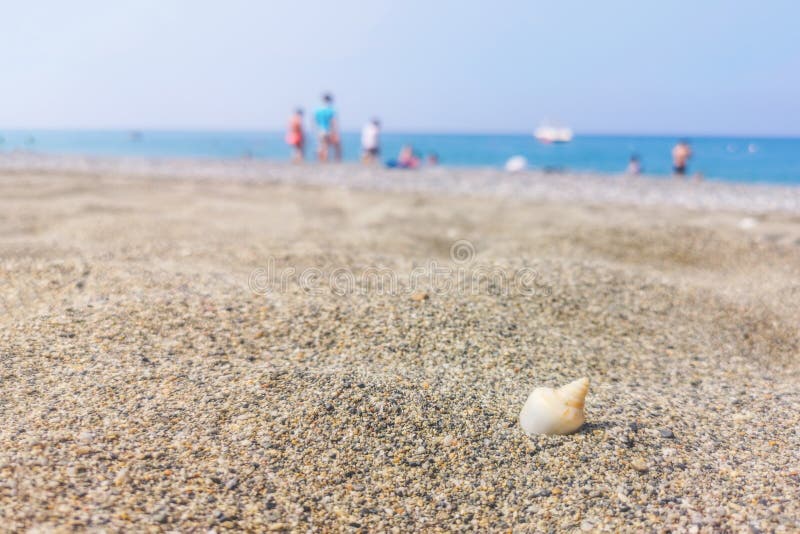 Shell on the Summer Sand Beach Stock Photo - Image of aquatic, distant ...