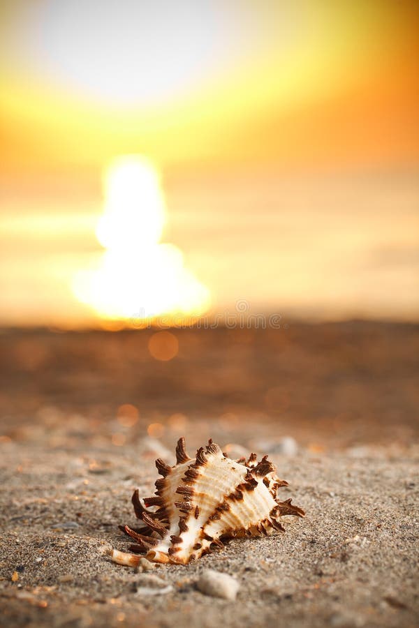 Shell on sunset stock photo. Image of sunrise, tourism - 26314158