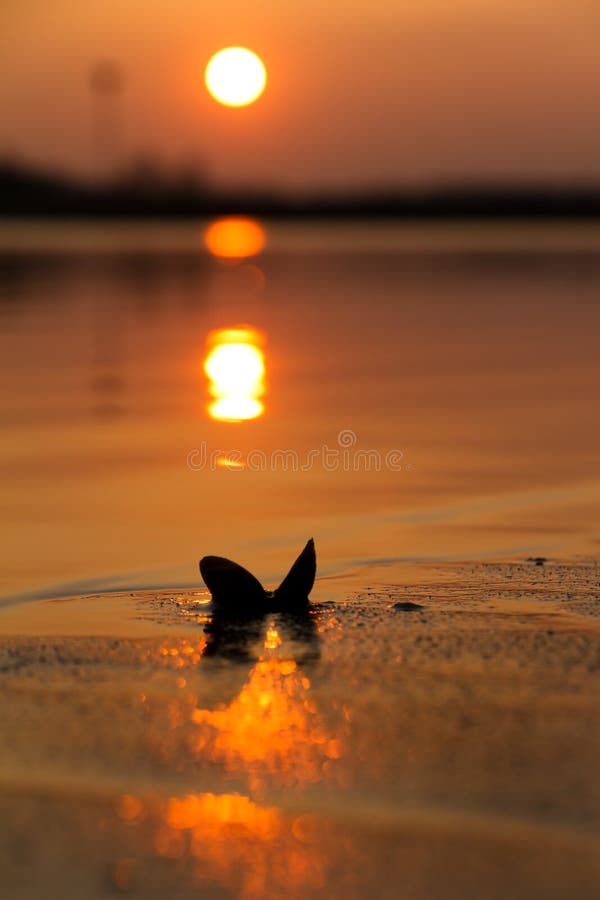 Shell sunset stock image. Image of sunrise, seascape - 26556463