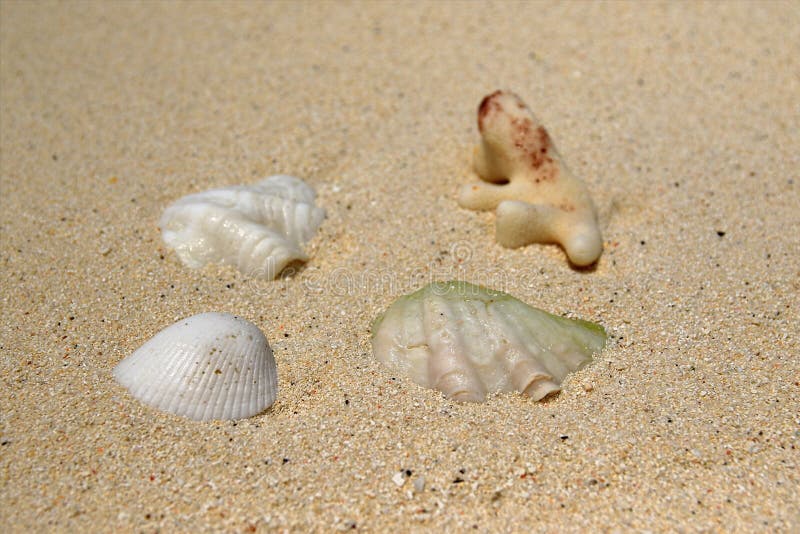 Shell Sur La Plage D'Ukulhas, Maldives Photo stock - Image du ...