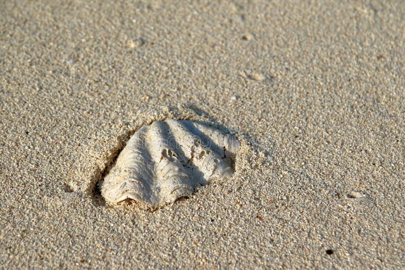 Shell Sur La Plage Sur Ukulhas, Maldives Image stock - Image du plage ...