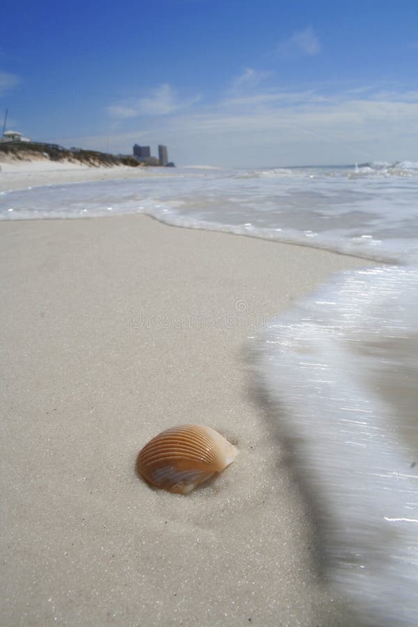 Shell surf stock photo. Image of beach, seaside, blue, florida - 527862