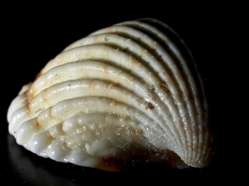 Shell surface stock photo. Image of fold, macro, nice - 20944928