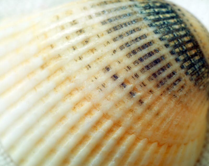 Shell surface close up stock photo. Image of nature - 277639012