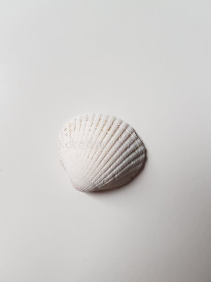 Shell stock image. Image of plain, detail, closeup, shell - 128277137
