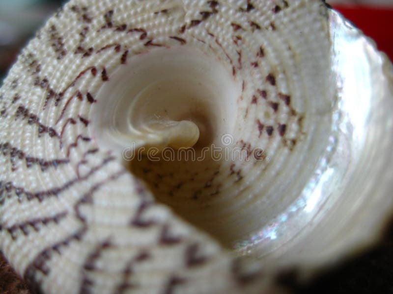 Shell-swirl Picture. Image: 87858001