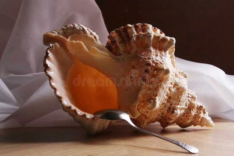 A Large Ocean Shell with a Spoon Stock Image - Image of cozy, limestone ...