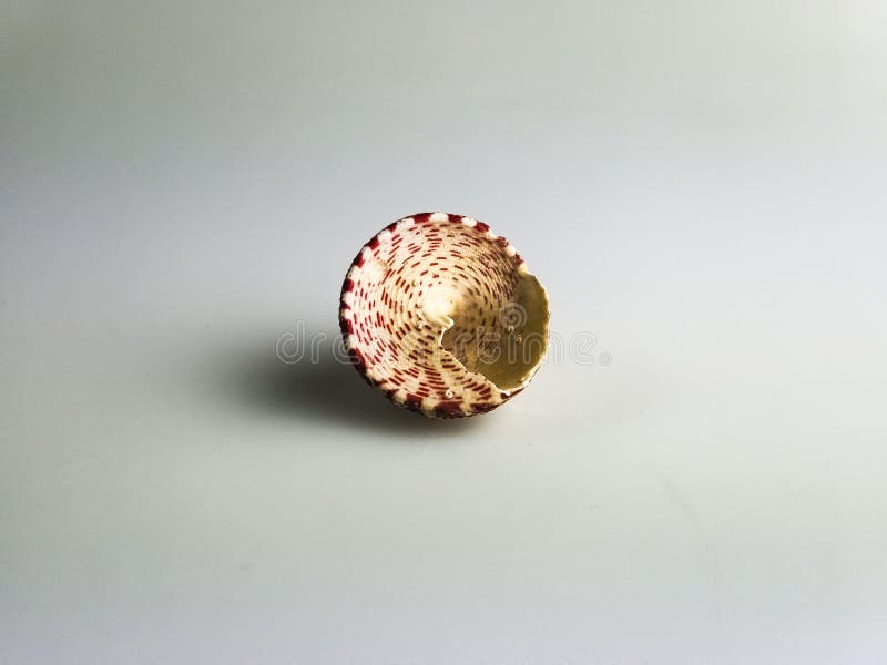 Tectus Virgatus Stock Photos - Free & Royalty-Free Stock Photos from ...