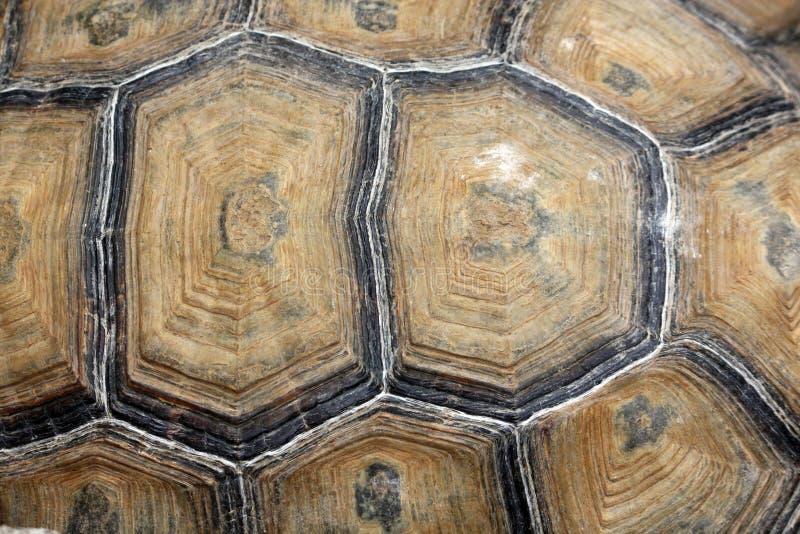 Tortoise Shell Pattern stock image. Image of cold, animal - 8545099
