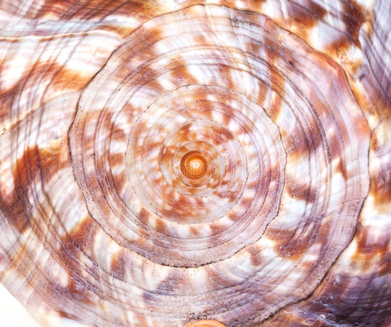 Shell texture stock image. Image of objects, composition - 16735321