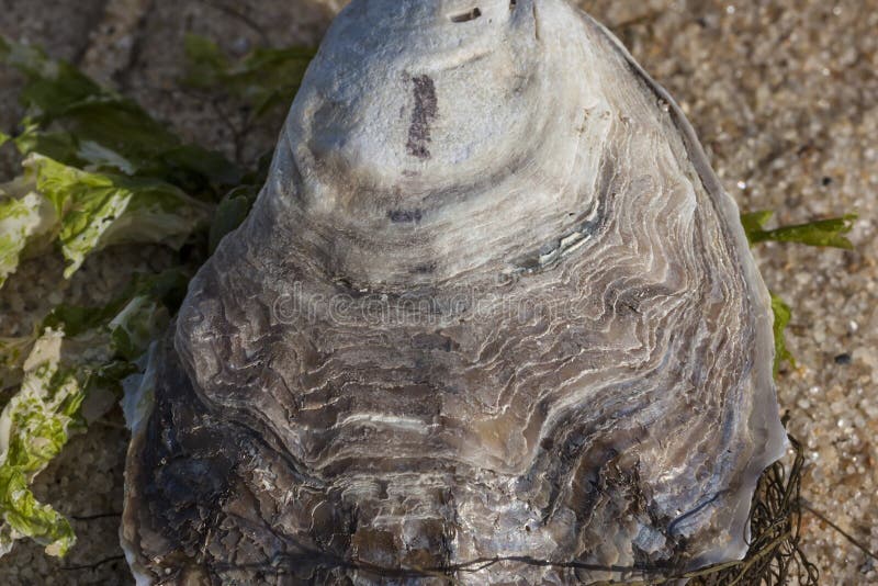 Shell texture background stock photo. Image of seashore - 42553598