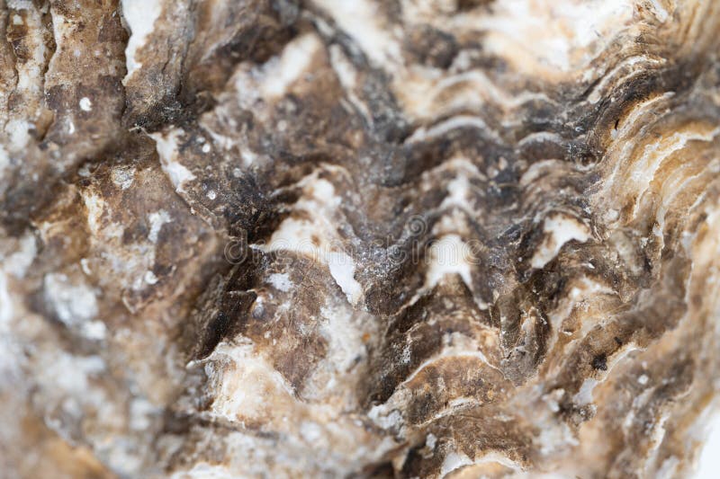 Shell texture close up stock image. Image of shells - 363016451